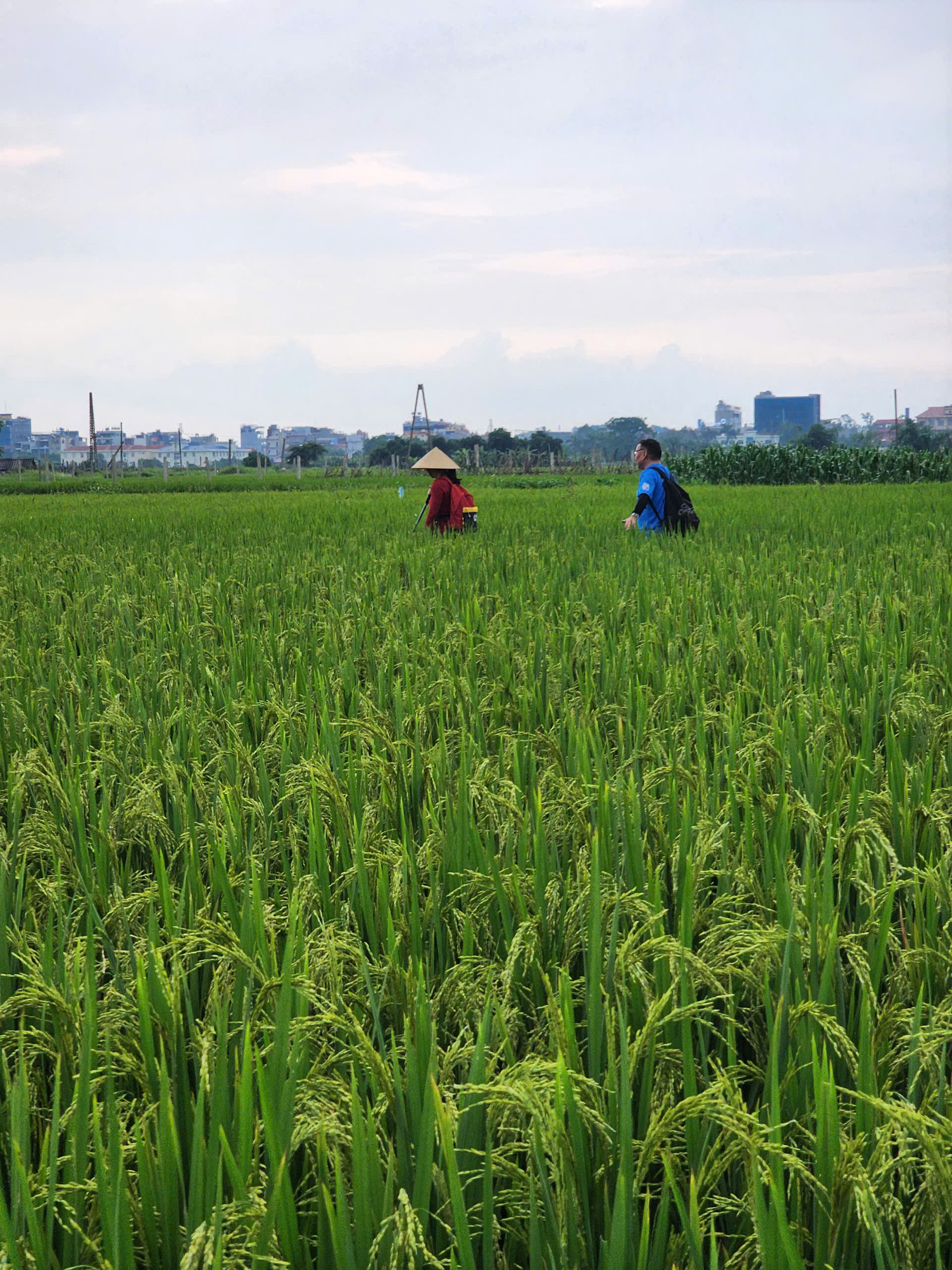 Runs Hash Flash – Hanoi Hash House Harriers