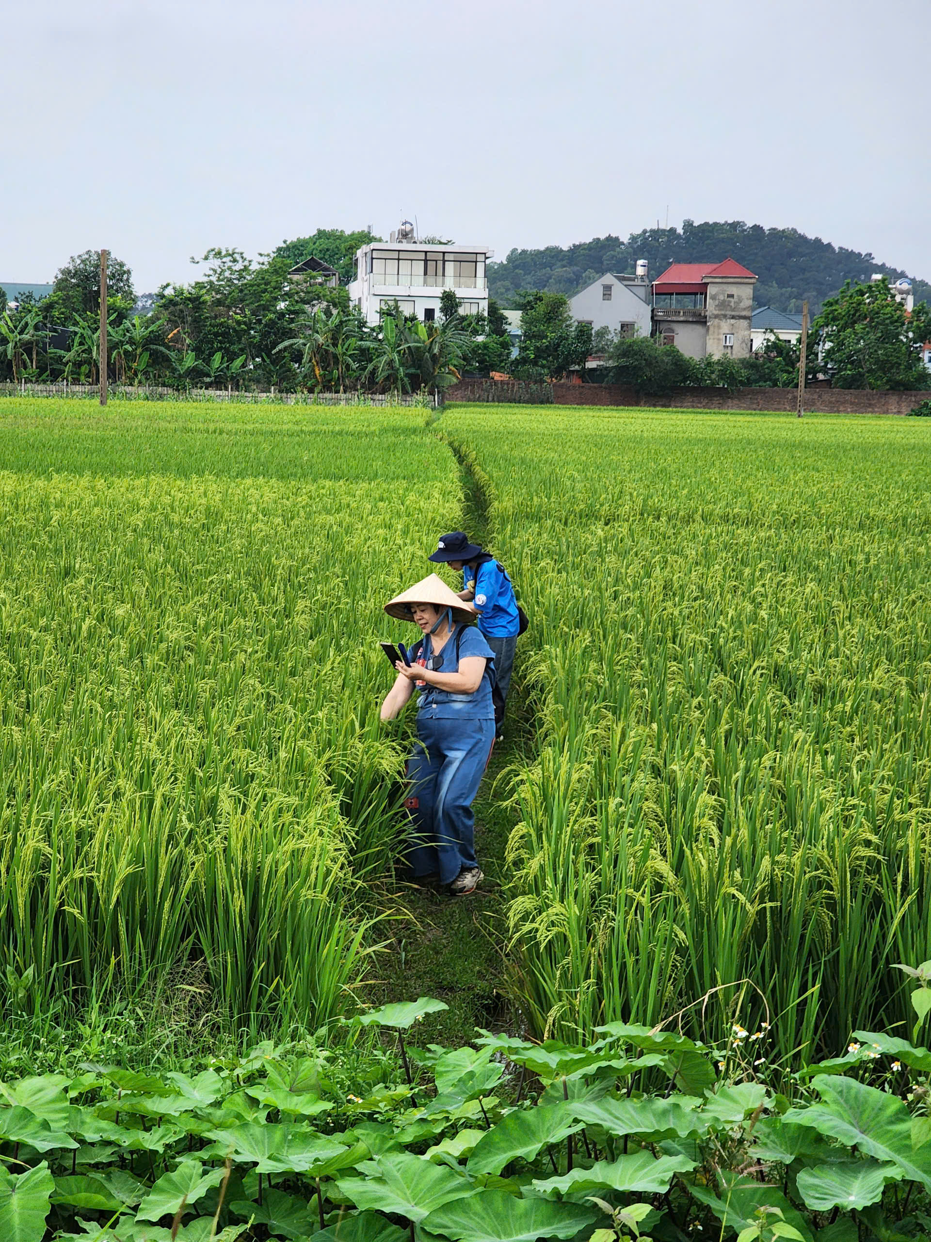 Runs Hash Flash – Hanoi Hash House Harriers